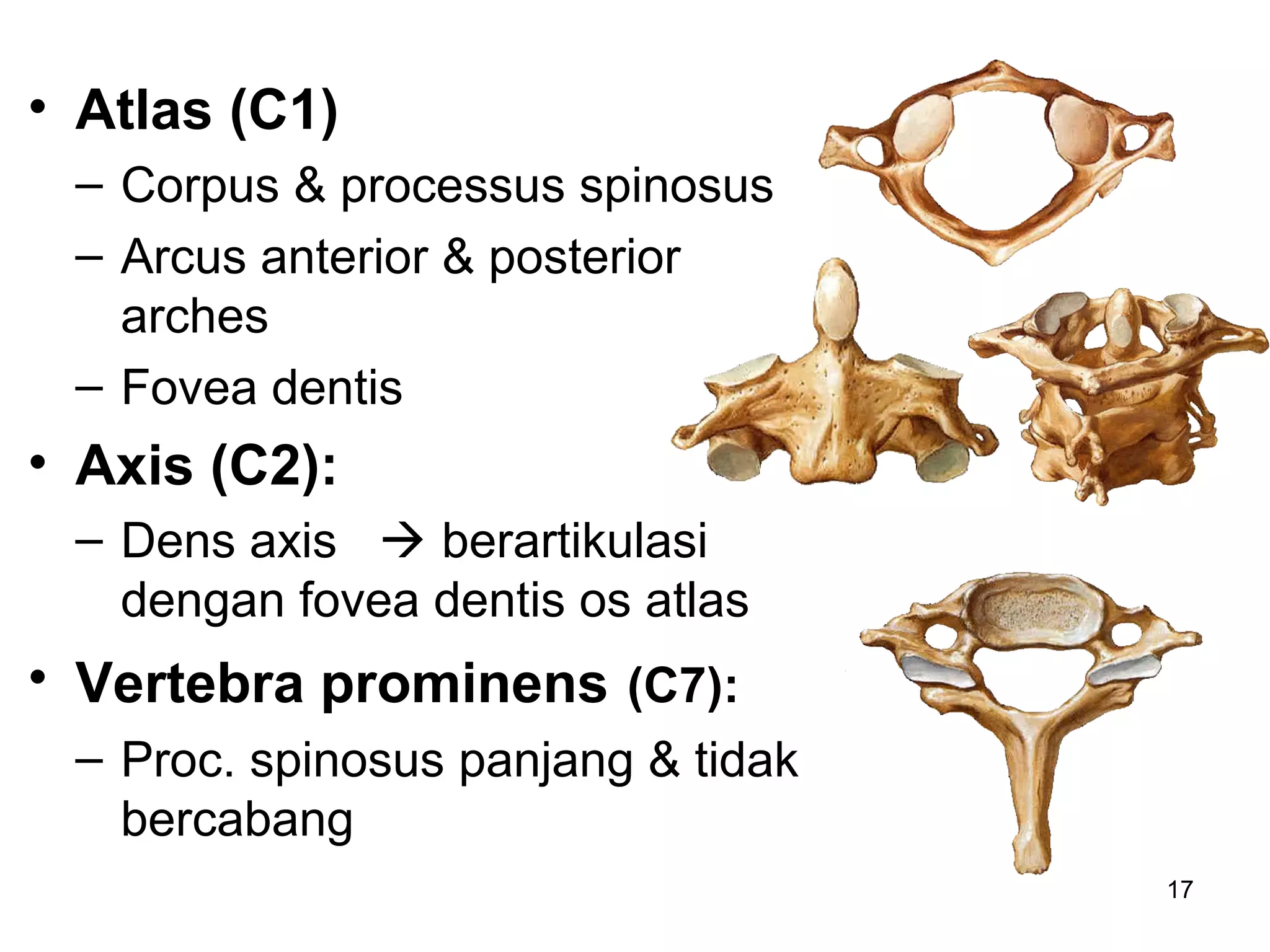 Osteologidapsik 140715020023-phpapp01 | PPT