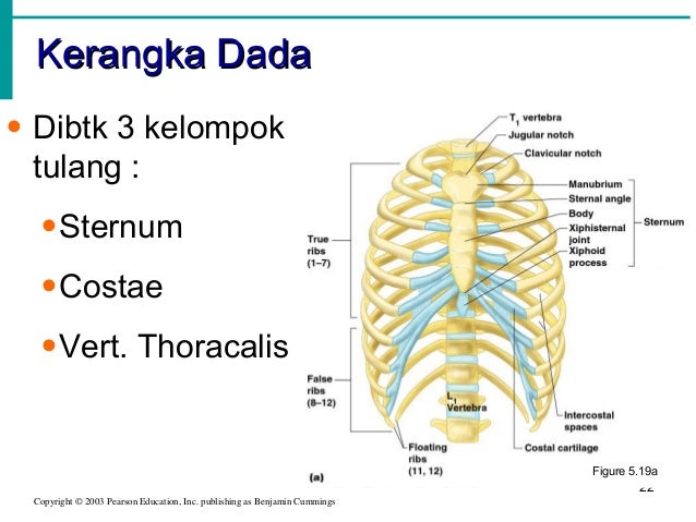 Osteologidapsik 140715020023-phpapp01