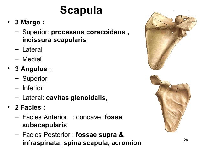 Osteologidapsik 140715020023-phpapp01