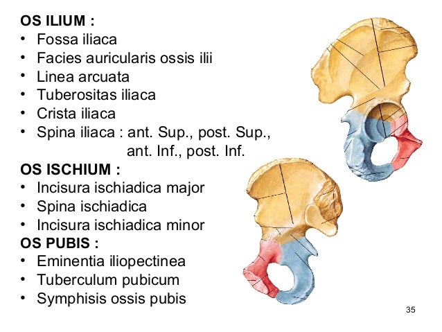 Osteologidapsik 140715020023-phpapp01