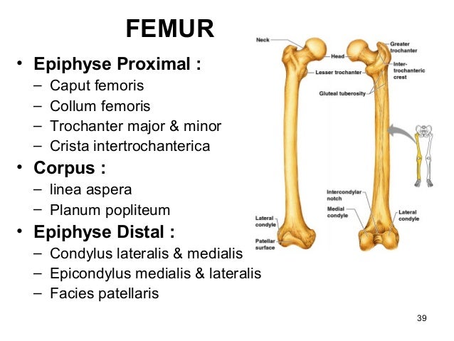 Osteologidapsik 140715020023-phpapp01