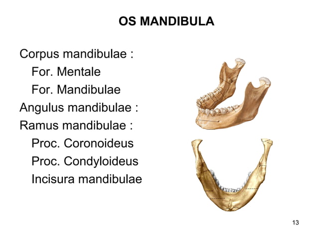 Osteologi da psik SEMESTER 2 kd 2 anatomy | PPT