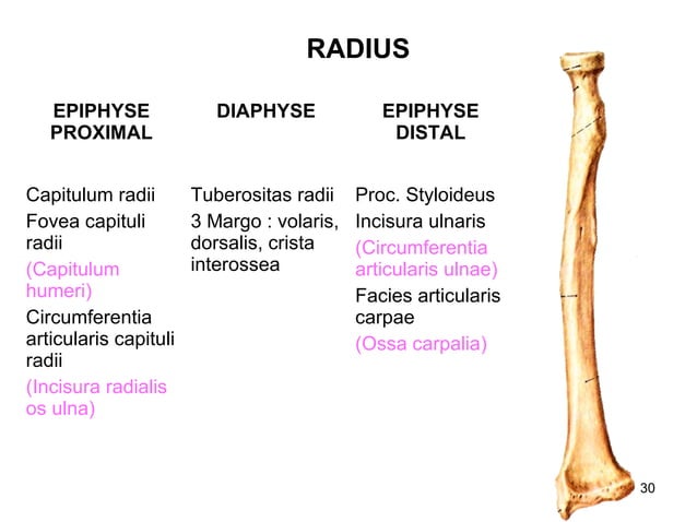 Osteologi da psik SEMESTER 2 kd 2 anatomy | PPT