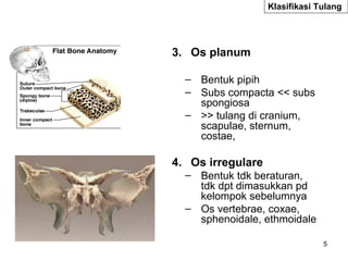 Osteologi da psik SEMESTER 2 kd 2 anatomy | PPT