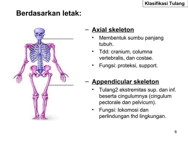 Osteologi da psik SEMESTER 2 kd 2 anatomy | PPT