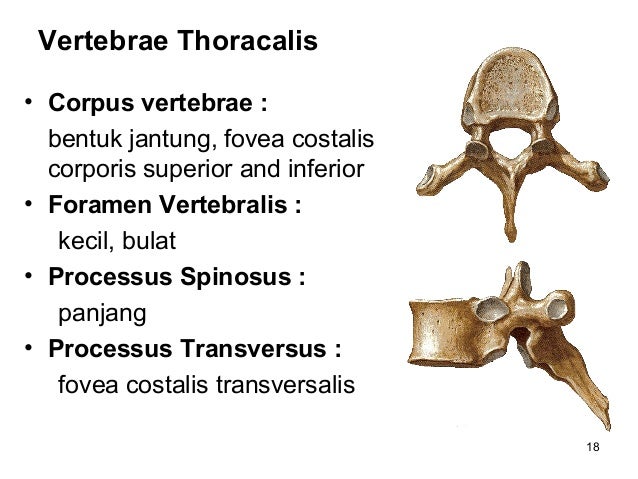 Osteologi da psik SEMESTER 2 kd 2 anatomy
