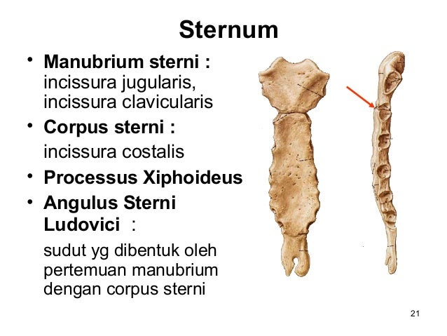 Osteologi da psik SEMESTER 2 kd 2 anatomy