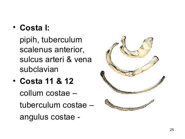 Osteologi da psik SEMESTER 2 kd 2 anatomy