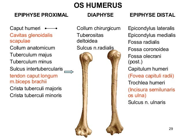Osteologi da psik SEMESTER 2 kd 2 anatomy
