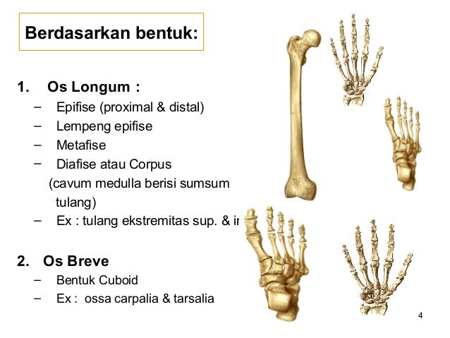 Osteologi da psik SEMESTER 2 kd 2 anatomy