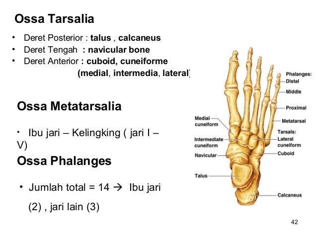 Osteologi da psik SEMESTER 2 kd 2 anatomy