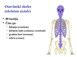 Osteologija | PPT