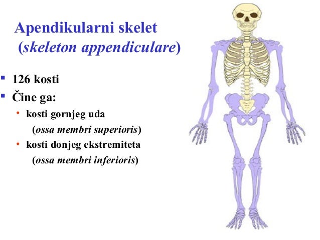 Osteologija