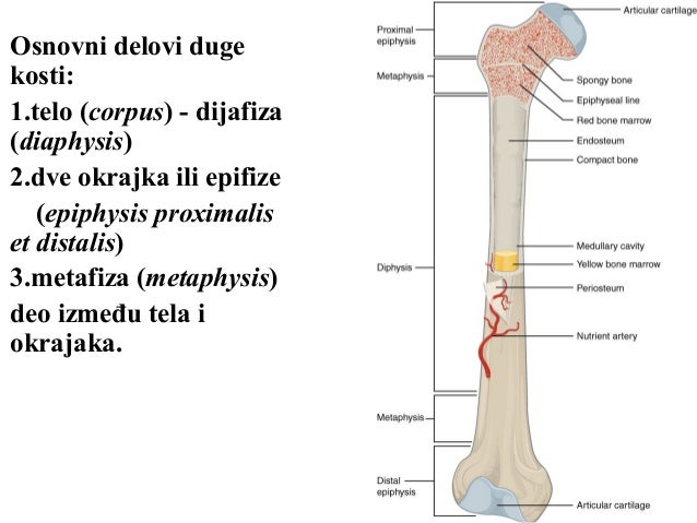Osteologija