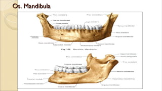 OSTEOLOGI MANDIBULA for dental nurse.ppt