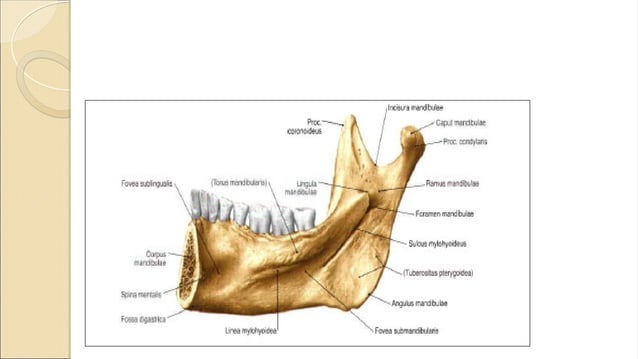 OSTEOLOGI MANDIBULA for dental nurse.ppt