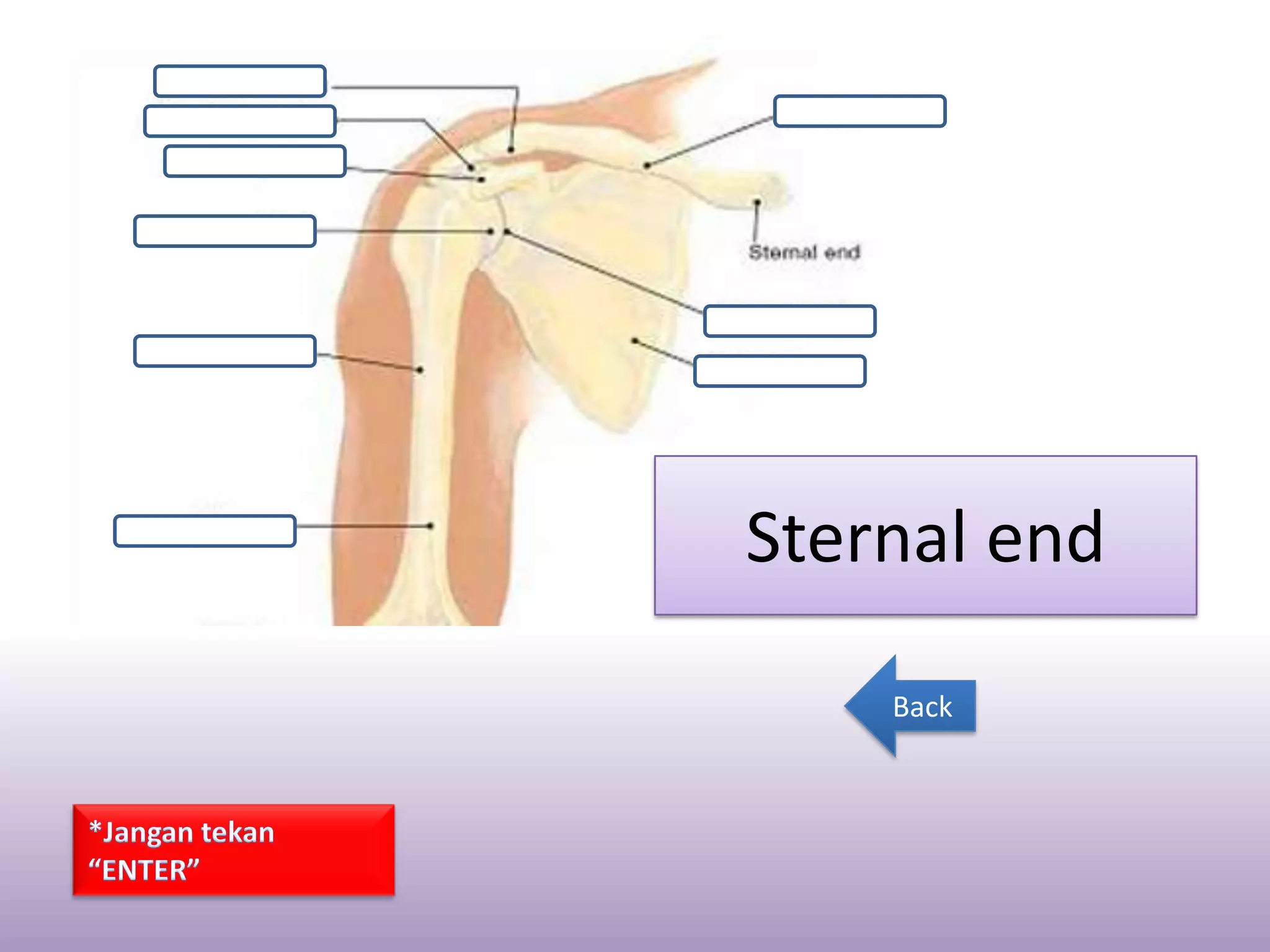 Osteologi shoulder | PPSX