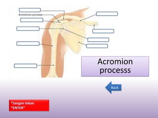 Osteologi shoulder | PPT