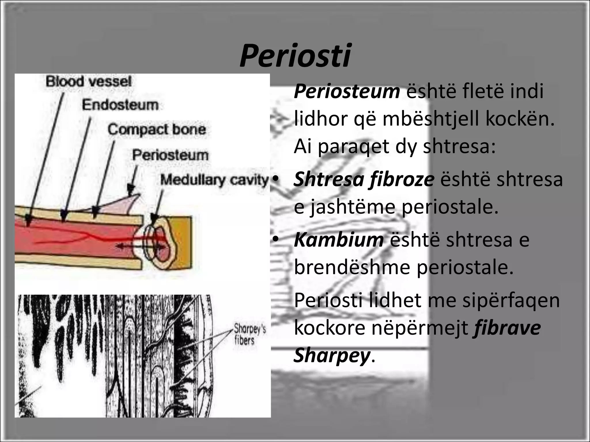 Osteologjia | PPSX