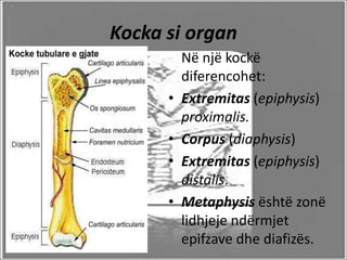Osteologjia | PPSX