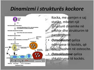 Osteologjia | PPSX