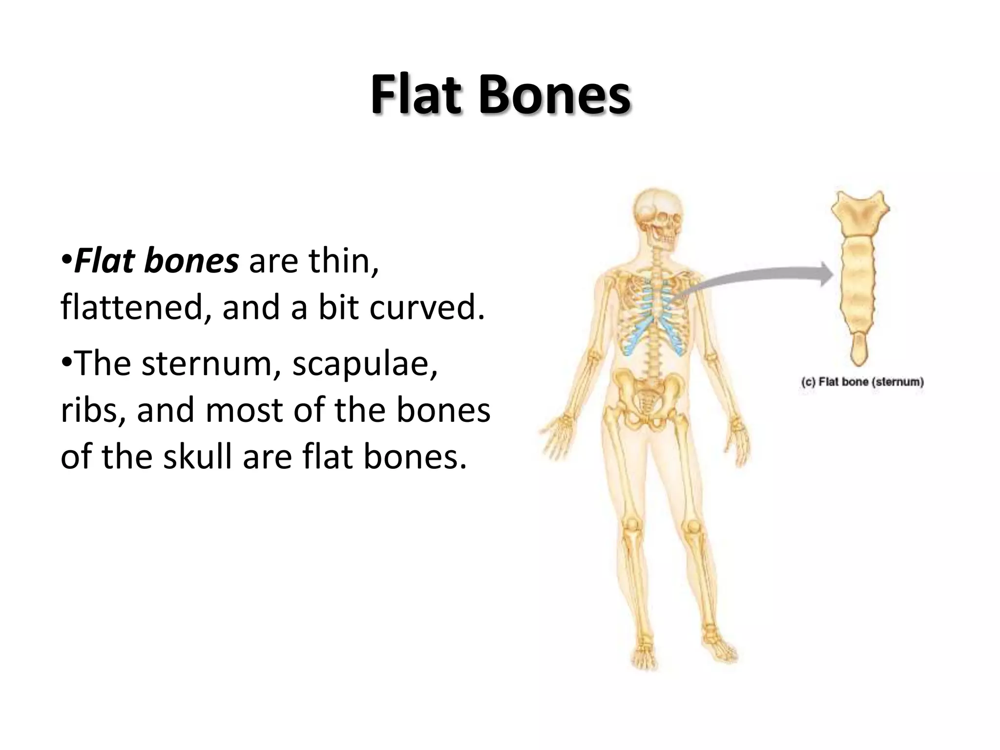 Osteology | PPTX