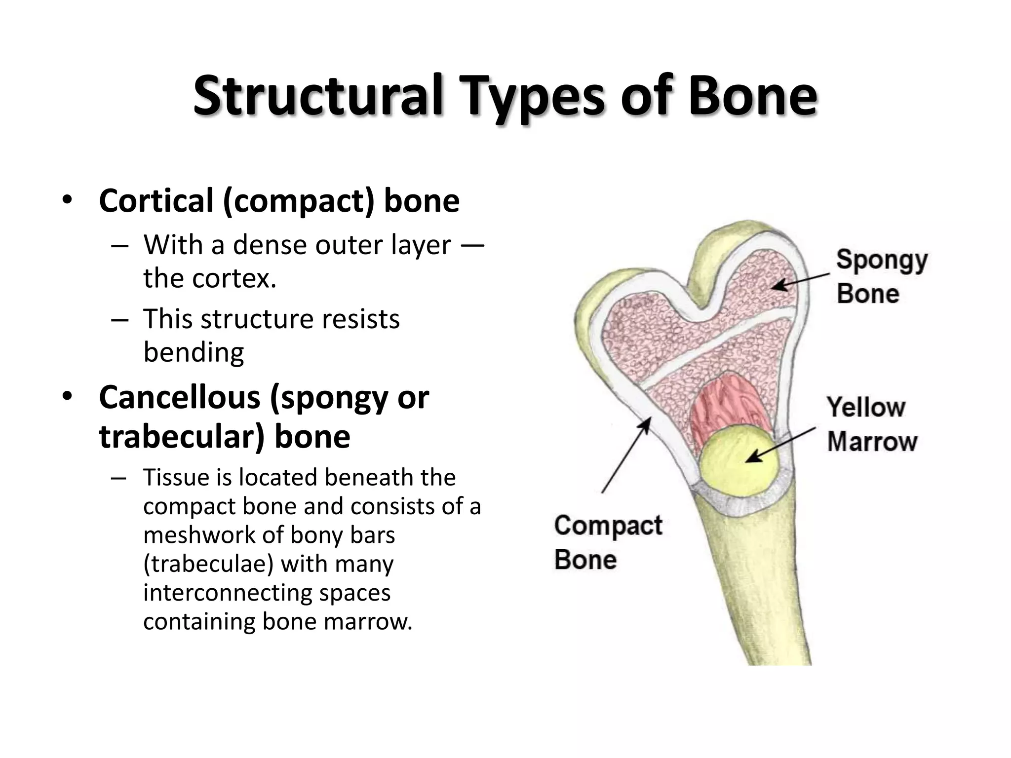 Osteology | PPTX
