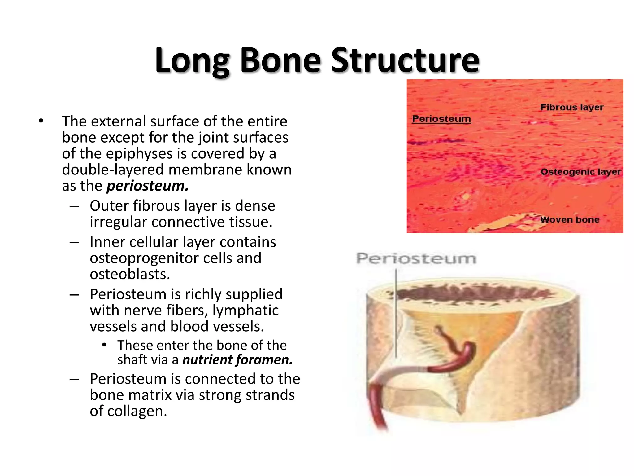 Osteology | PPTX