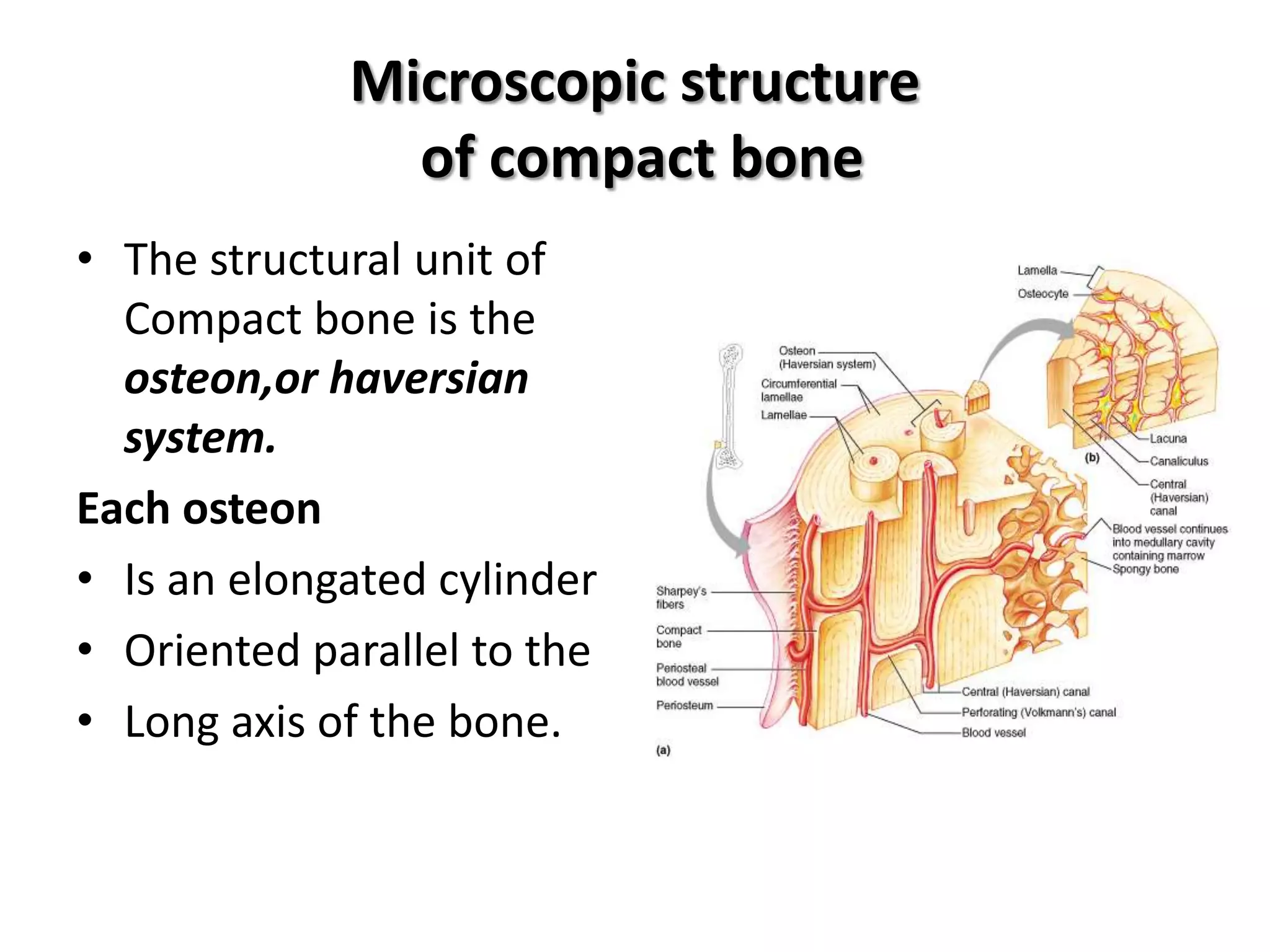 Osteology | PPTX