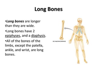 Osteology | PPTX