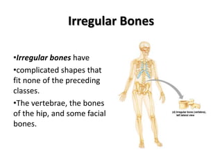 Osteology | PPTX
