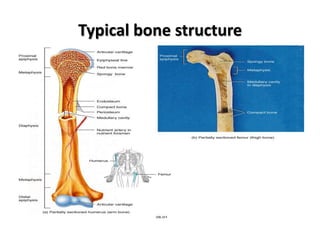 Osteology | PPTX