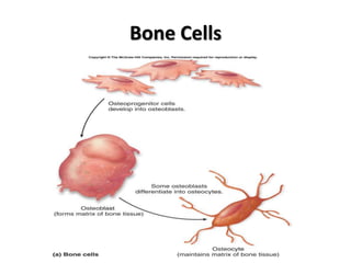 Osteology | PPTX