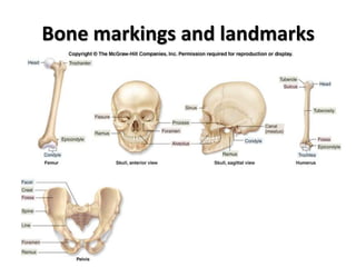 Landmarks And Bone Markings Chart