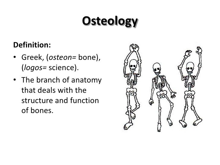 Osteology