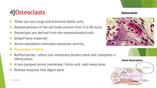 INTRODUCTION TO BONE, ITS TYPES AND OSTEOLOGY. | PPTX