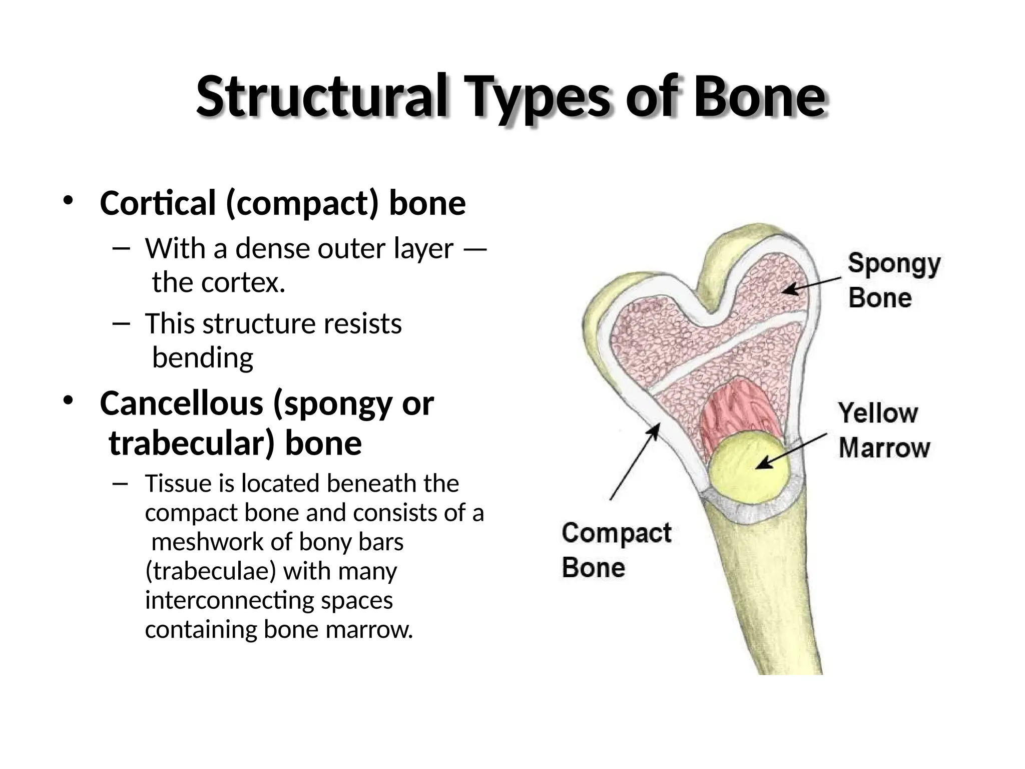 bones human bone bones of osteology.pptx