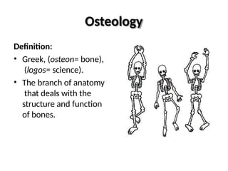 bones human bone bones of osteology.pptx