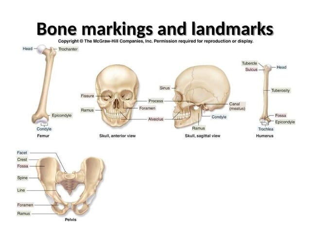 bones human bone bones of osteology.pptx