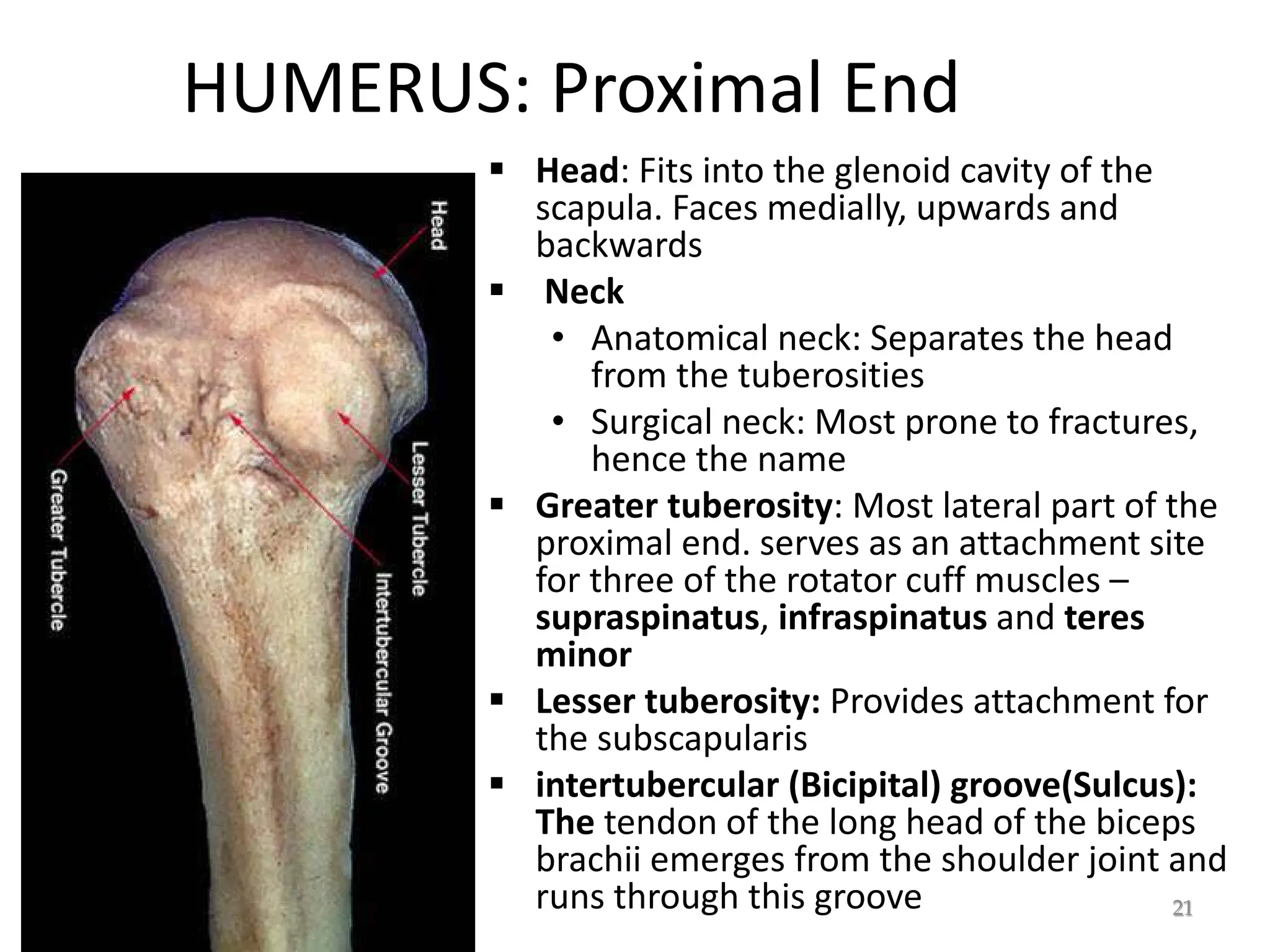 Osteology-of-the-upper-limb.pdf b y dr, rayyan | PDF