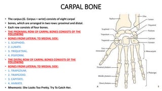 OSTEOLOGY-UPPER LIMB.pptx