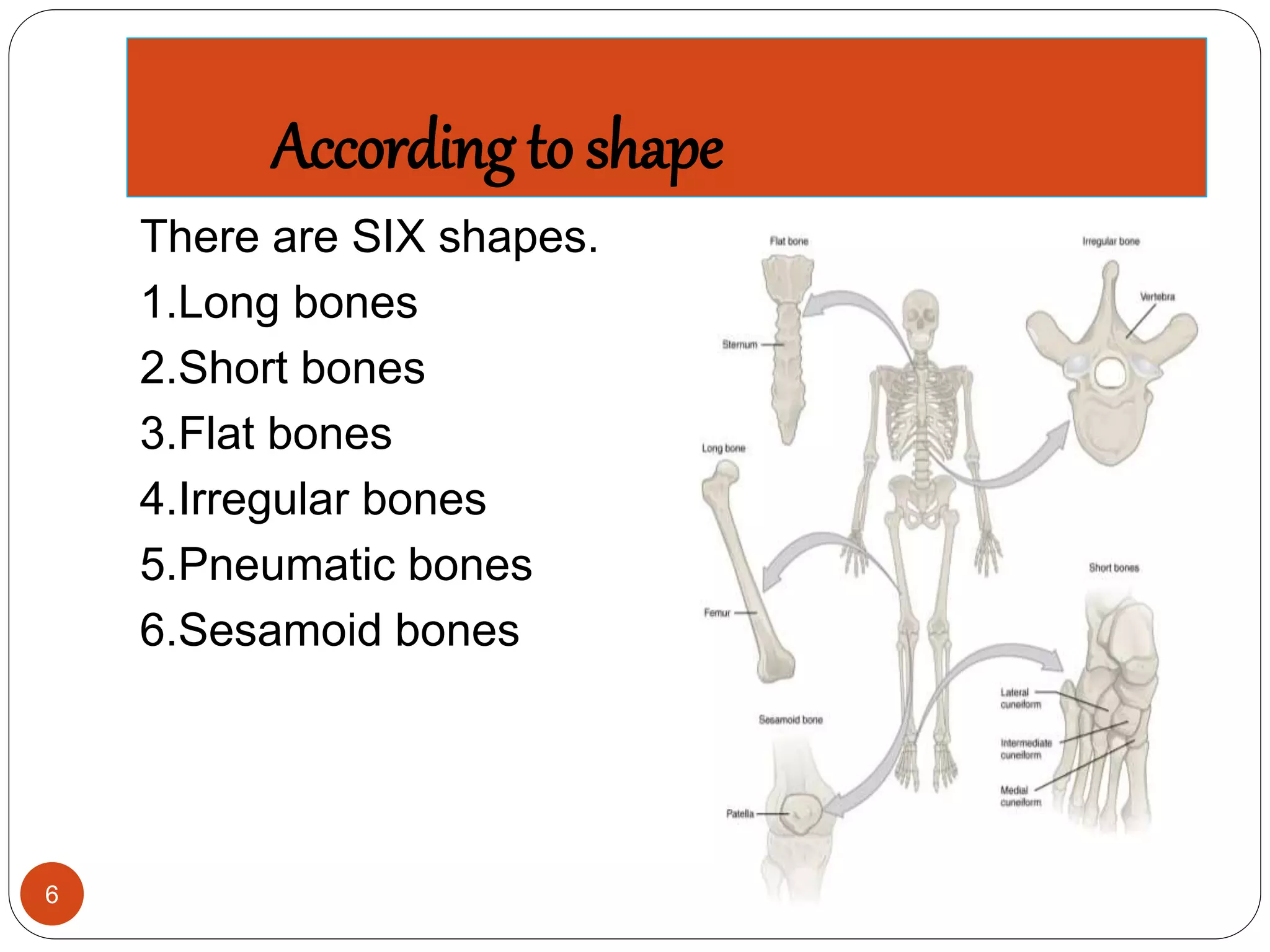 Osteology and arthology by zainab iqbal | PPTX