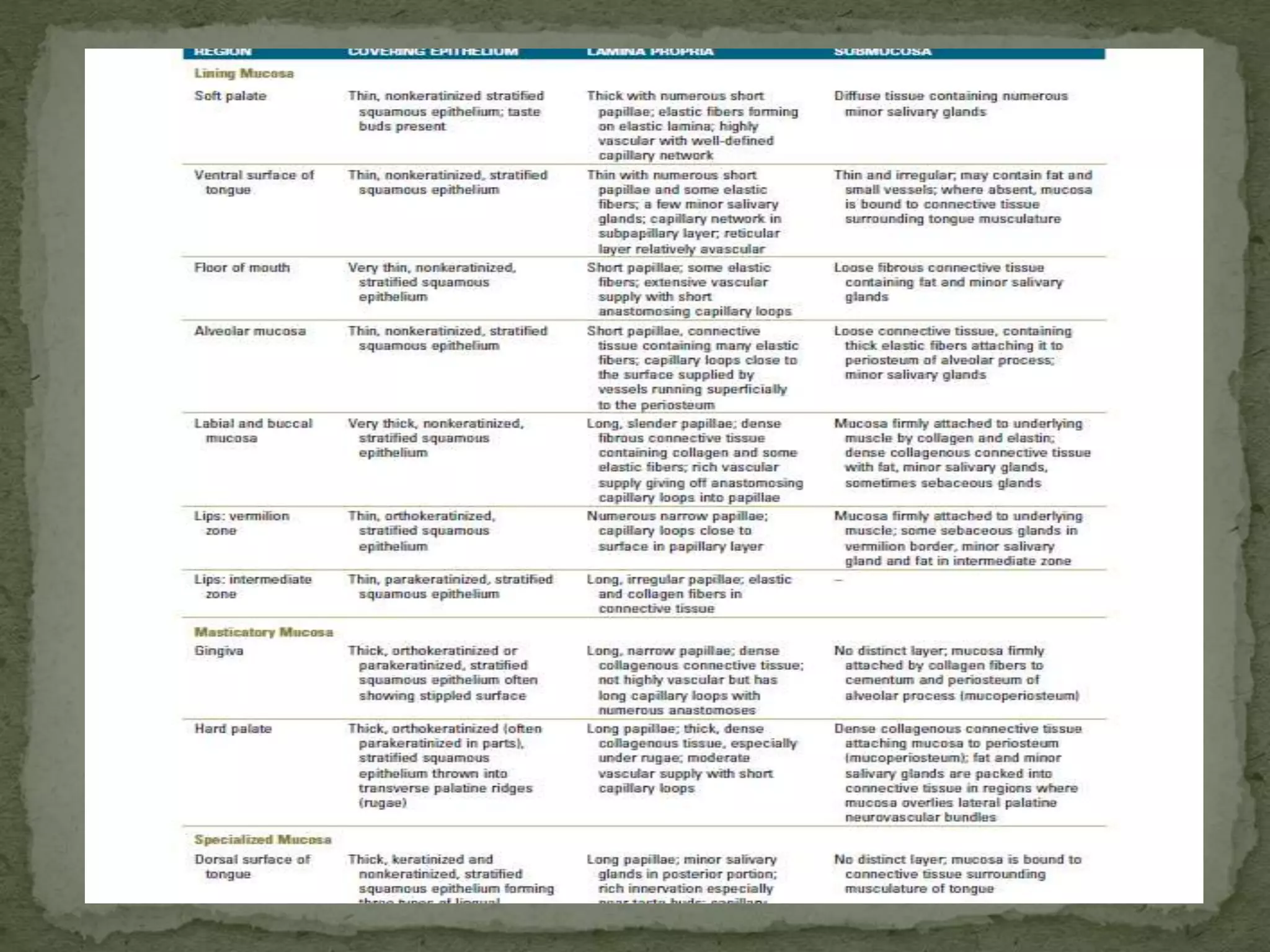 Osteology and mucose membrane of maxi & mandible | PPTX