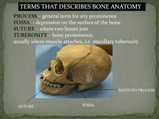 Osteology and mucose membrane of maxi & mandible | PPT
