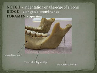 Osteology and mucose membrane of maxi & mandible | PPT | Free Download
