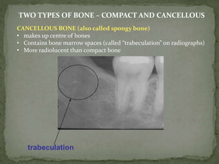 Osteology and mucose membrane of maxi & mandible | PPT | Free Download