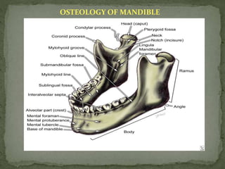 Mylohyoid Groove Impression