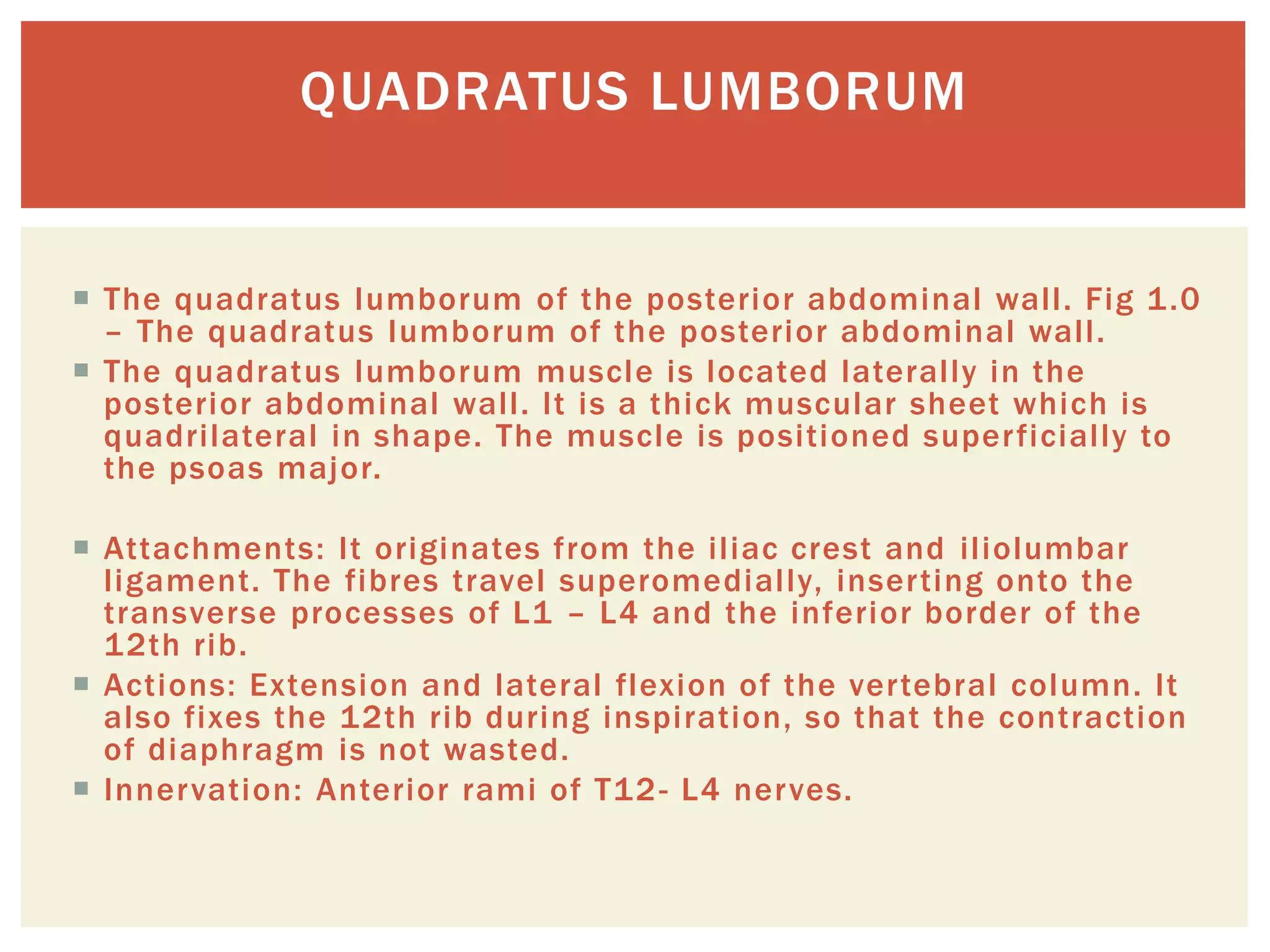 Osteology of abdomen | PPTX
