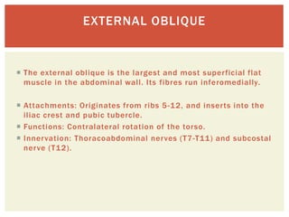 Osteology of abdomen | PPTX