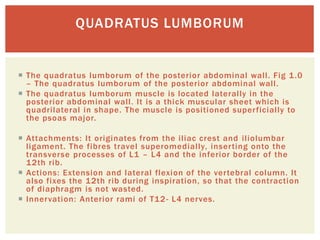 Osteology of abdomen | PPTX